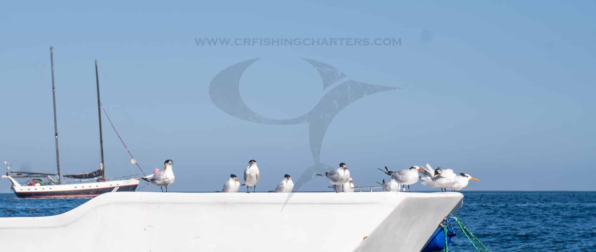 Tamarindo Fishing Charters: Book Online The BEST Boats in Tamarindo