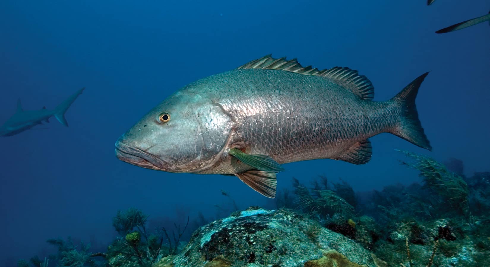 Cubera Snapper Fishing