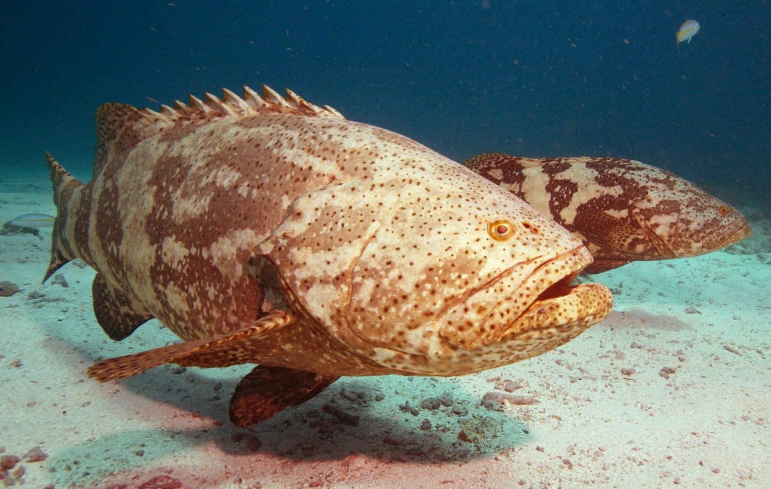 Grouper Fishing