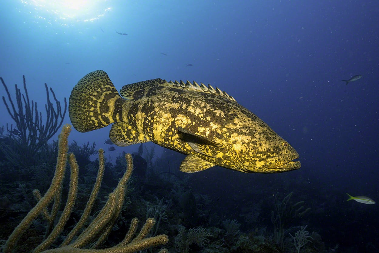 Grouper Fishing