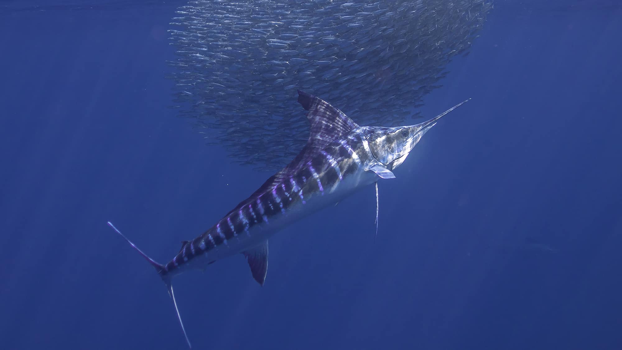 Marlin Fishing