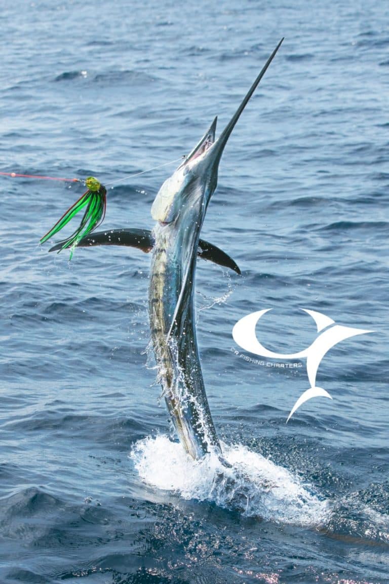 Top 10 Fishing Spots in Costa Rica for the Ultimate Sport Fishing Experience
